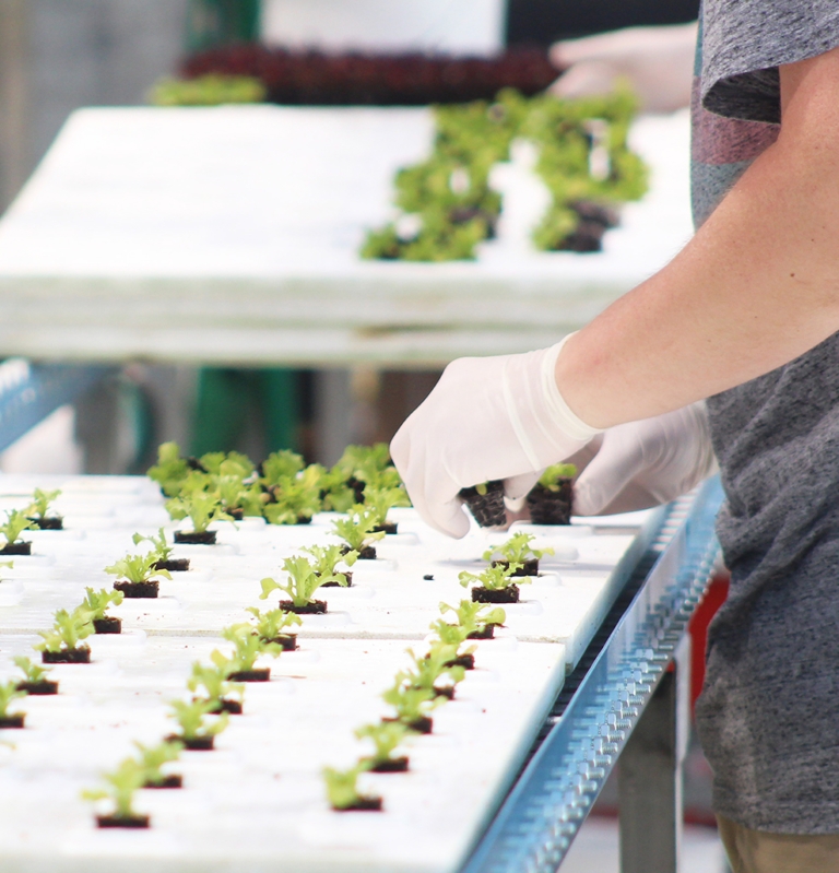 Home - Revolution Farms