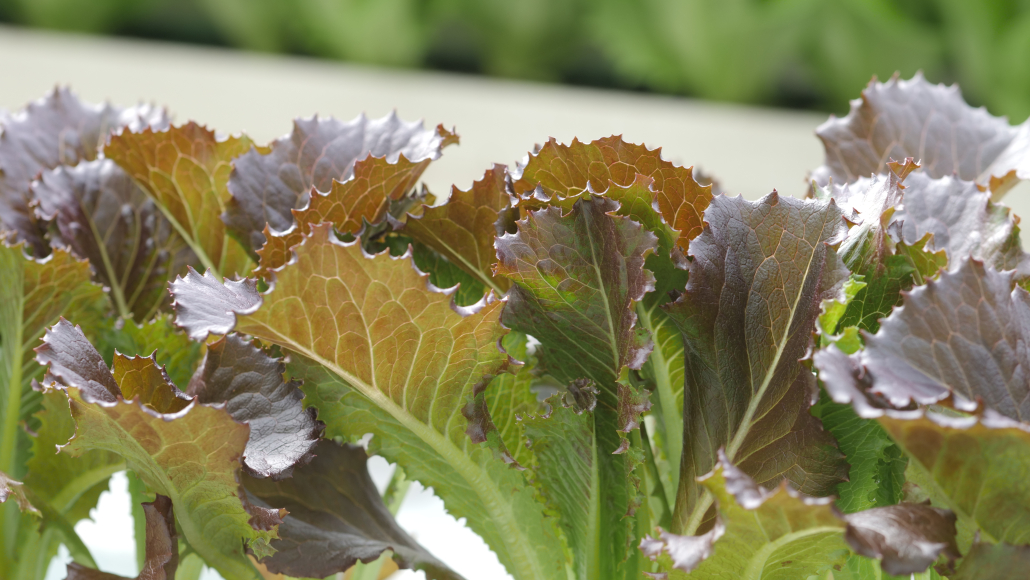 Home - Revolution Farms
